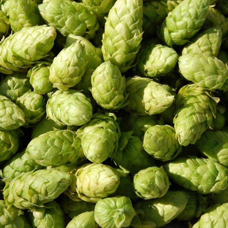 Kloster Gold ("Goidhaibal") der Karmeliten Brauerei Straubing